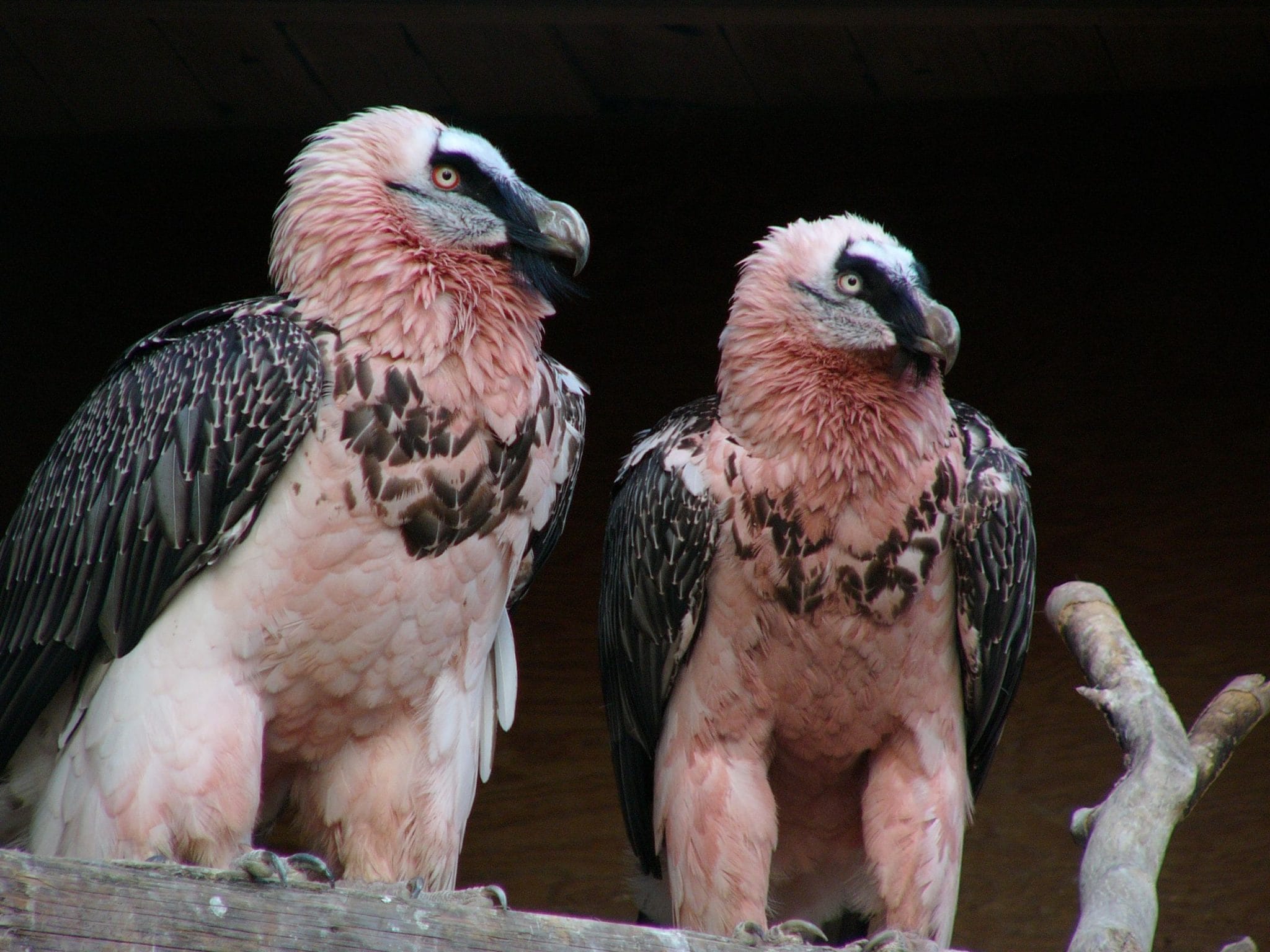Quebrantahuesos (GUÍA COMPLETA) | AviarioJP