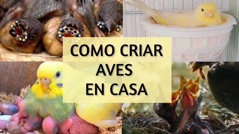 COMO CRIAR AVES EN CASA (Fácil y con Éxito) ️ AviarioJP