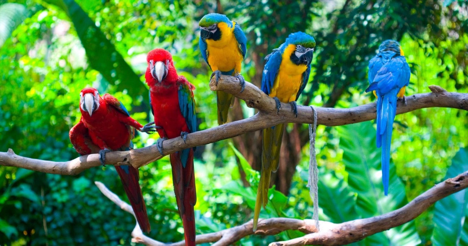 🐦 Loros (GUÍA COMPLETA de los LOROS) | AviarioJP