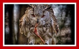 Búho Real (GUÍA COMPLETA del Búho Real) | AviarioJP