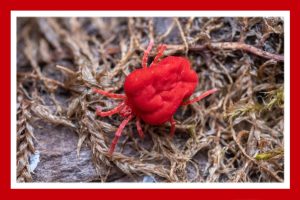 Ácaros en Aves 🔴 ¿Qué Son y Cómo Prevenirlos? Tratamiento, Trucos y ...